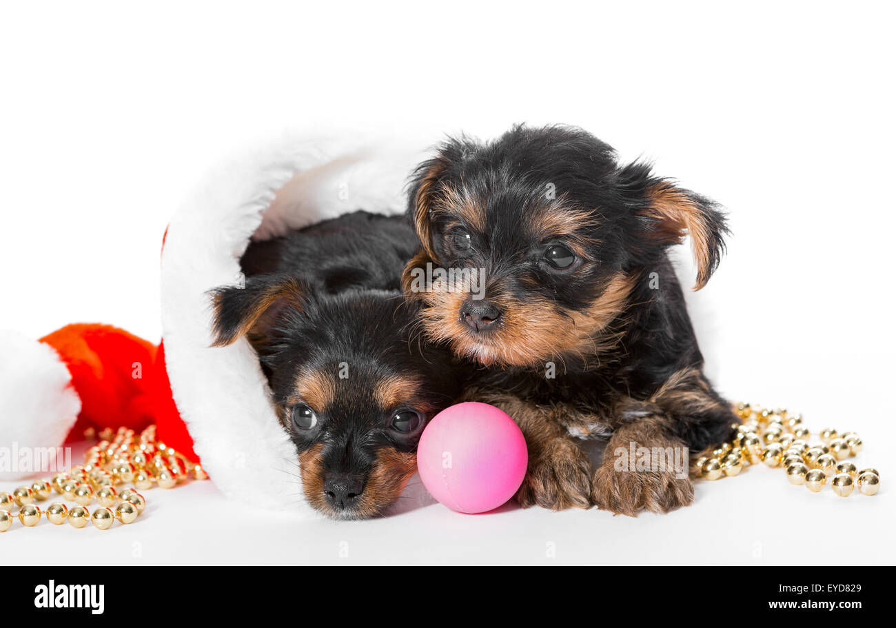 Little Yorkshire Terrier puppy and Santa hat Stock Photo - Alamy