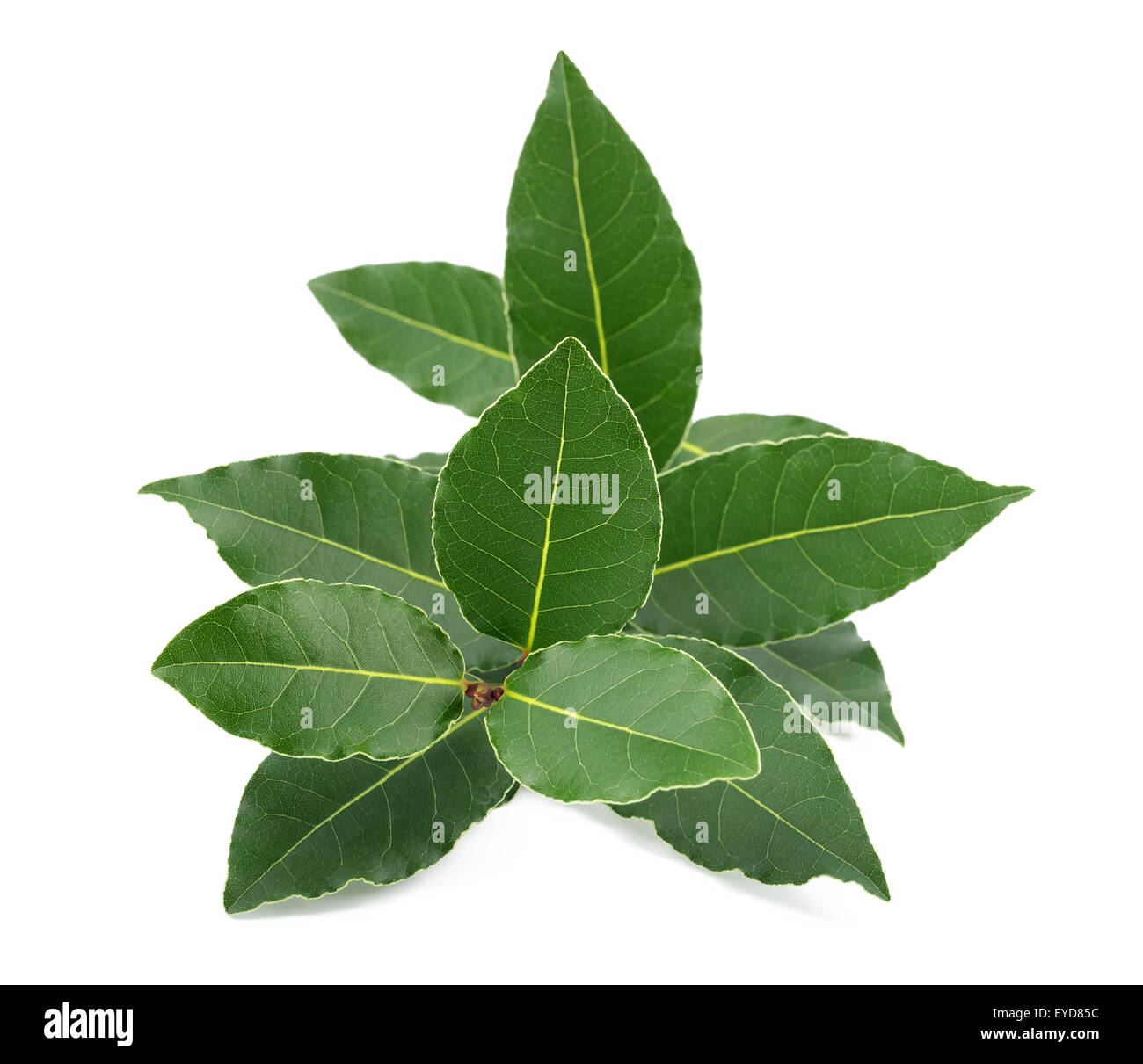 Laurel branch isolated on white background Stock Photo - Alamy