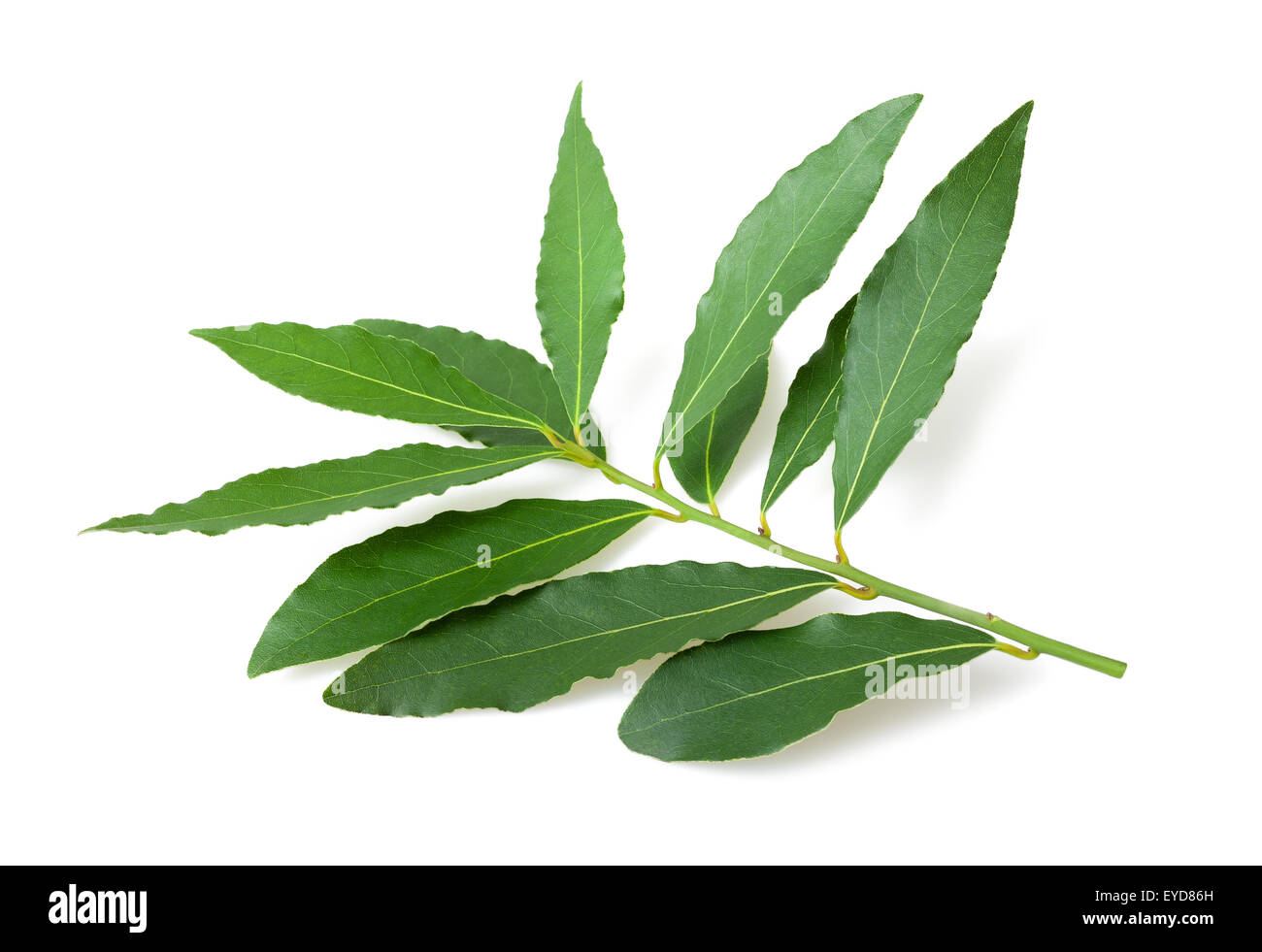 Laurel branch isolated on white background Stock Photo - Alamy