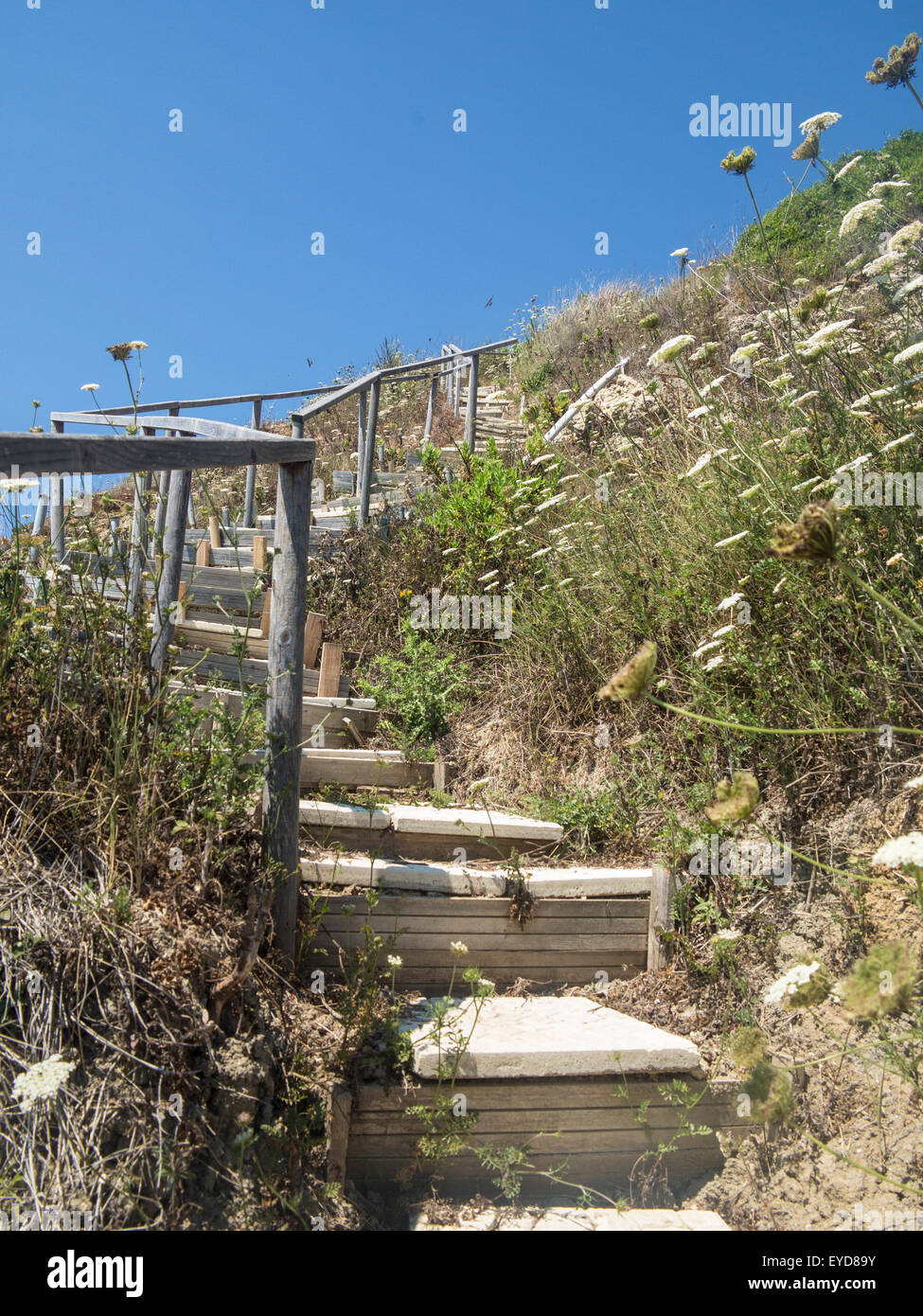 rickety steps and wild flowers up a hill side with a wobbly hand rail ...