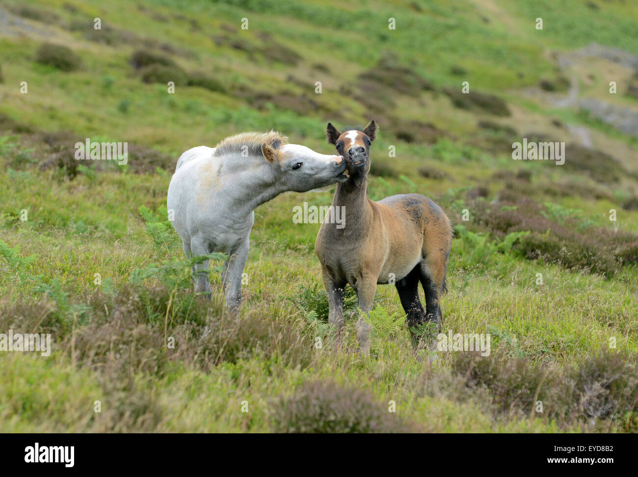 Wild pony ponies foal horse horses kissing biting playing Long Mynd ...