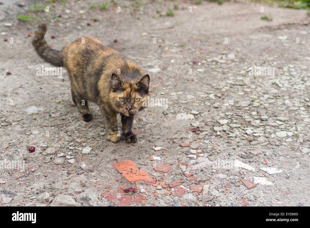 Defend pose hi-res stock photography and images - Alamy