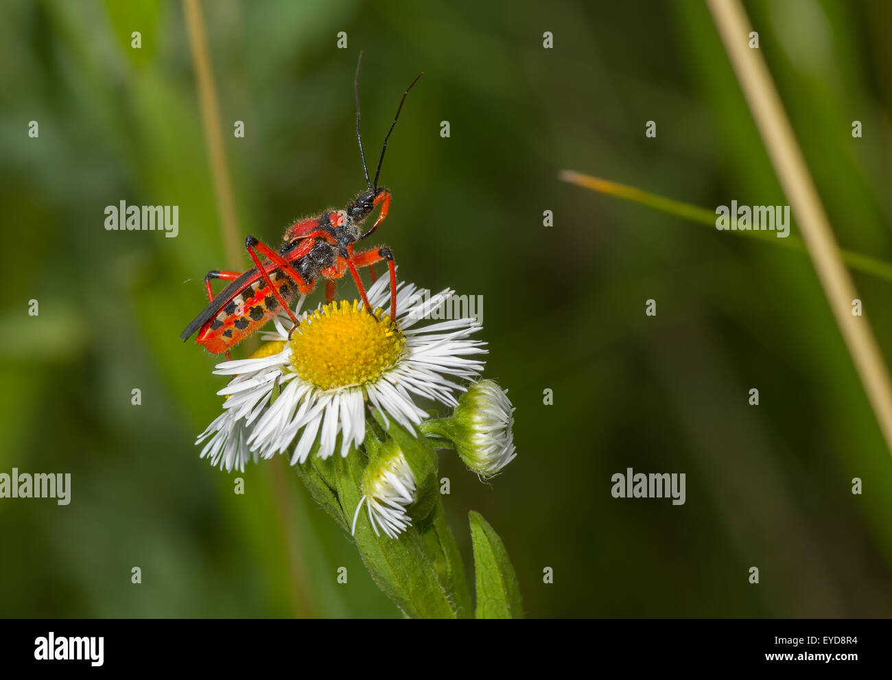 Specimen of Assassin bug (Reduviidae) sitting on a wild camomile flower ...