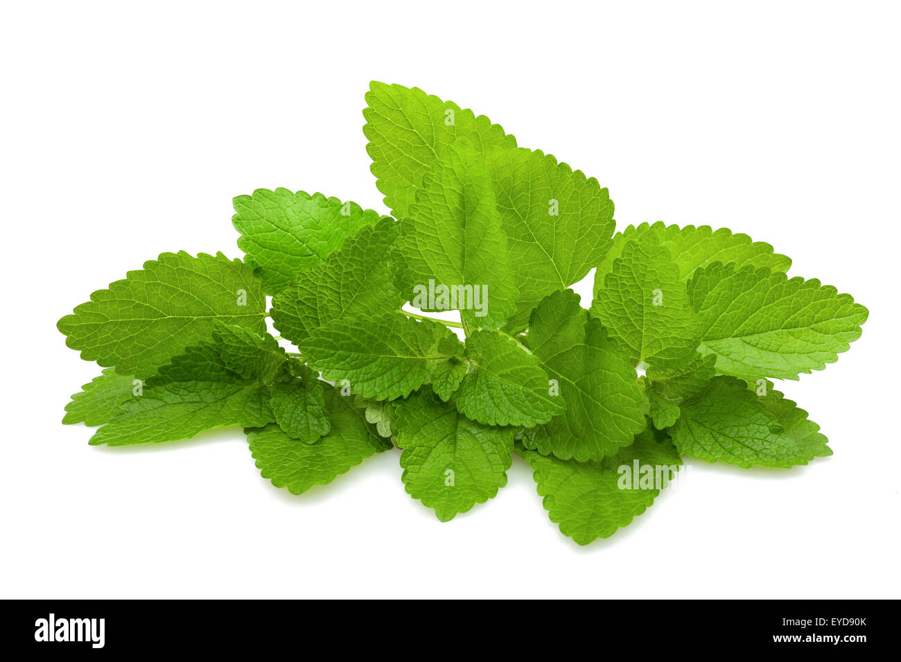 bunch of Melissa isolated on white Stock Photo - Alamy