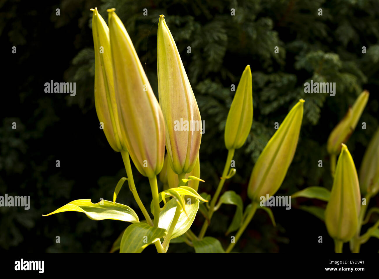 Lily Pods High Resolution Stock Photography and Images - Alamy