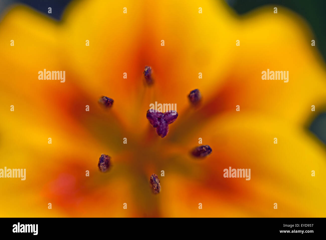 lily yellow Garden Flowers Amlwch Anglesey North Wales Uk stamyl anther ...