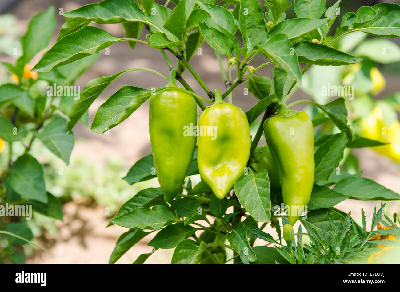 Cultivation of pepper on a country or a plot Stock Photo - Alamy