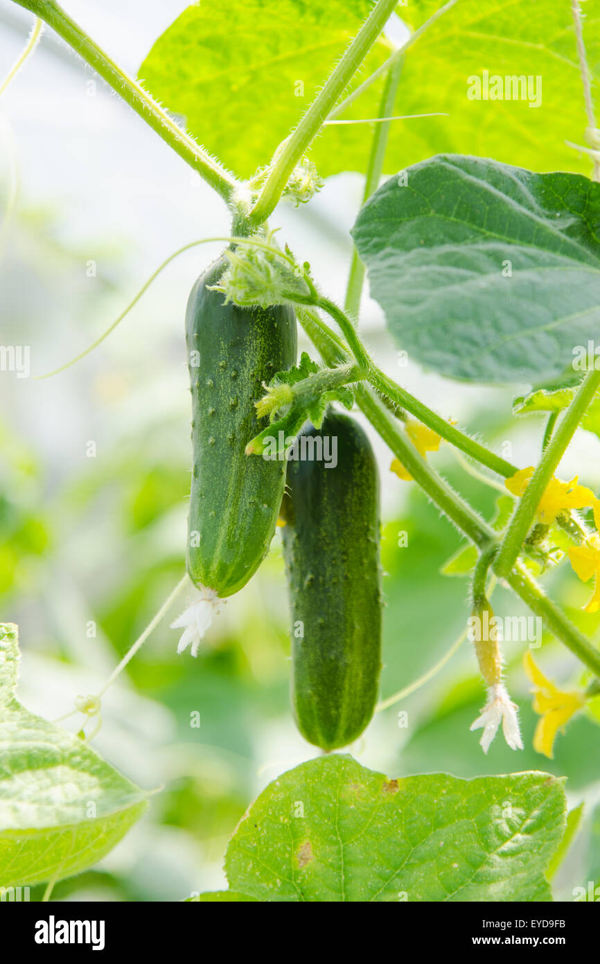 the cultivation of cucumbers in a greenhouse or on a country plot Stock ...