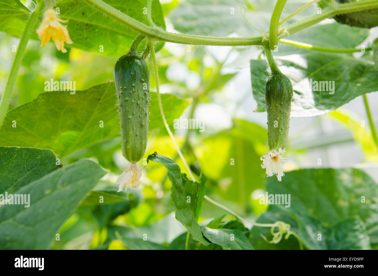 the cultivation of cucumbers in a greenhouse or on a country plot Stock ...