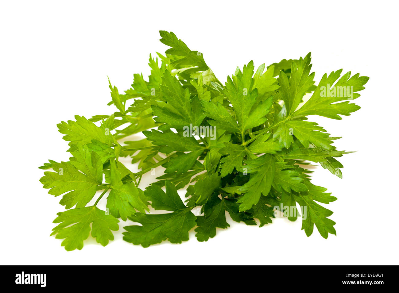 Bunch of parsley isolated on white Stock Photo - Alamy