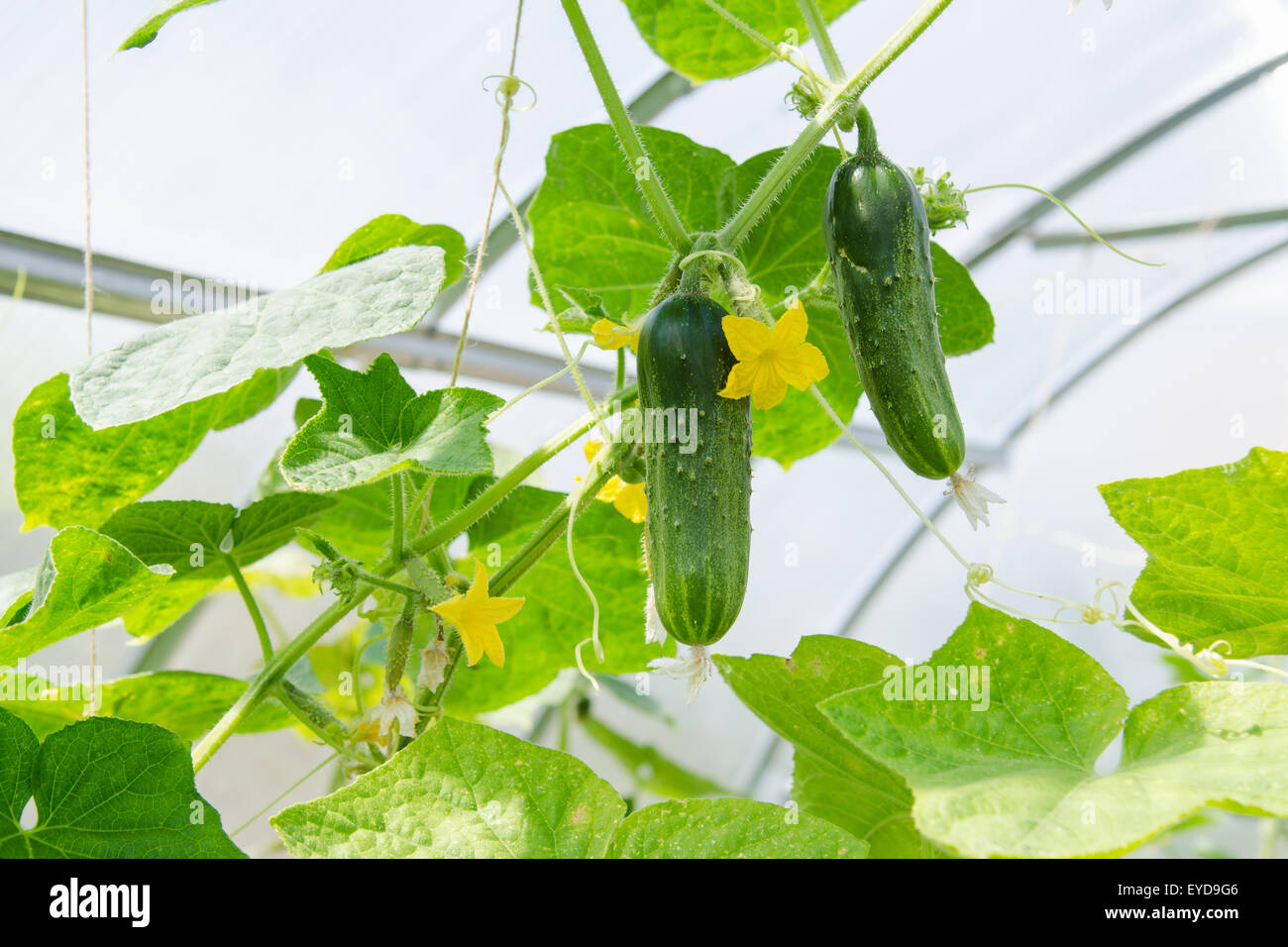 the cultivation of cucumbers in a greenhouse or on a country plot Stock ...
