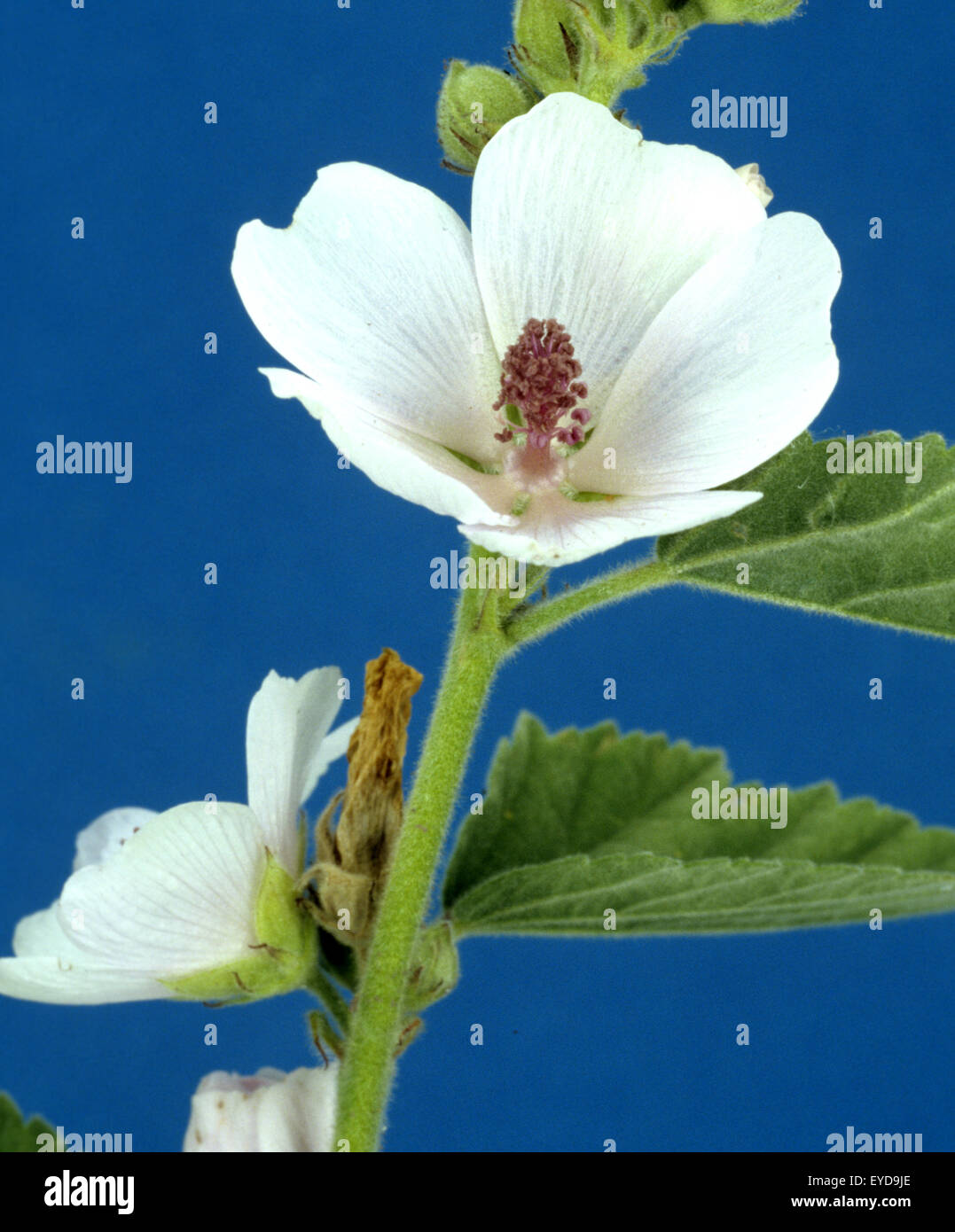 Eibisch, Althaea Officinalis, Althaea, Heilpflanzen Stock Photo - Alamy