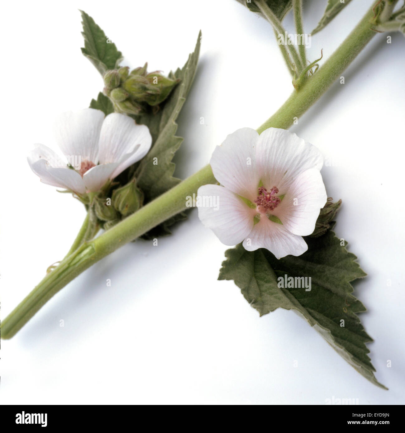 Eibisch, Althaea Officinalis, Althaea, Heilpflanzen Stock Photo - Alamy