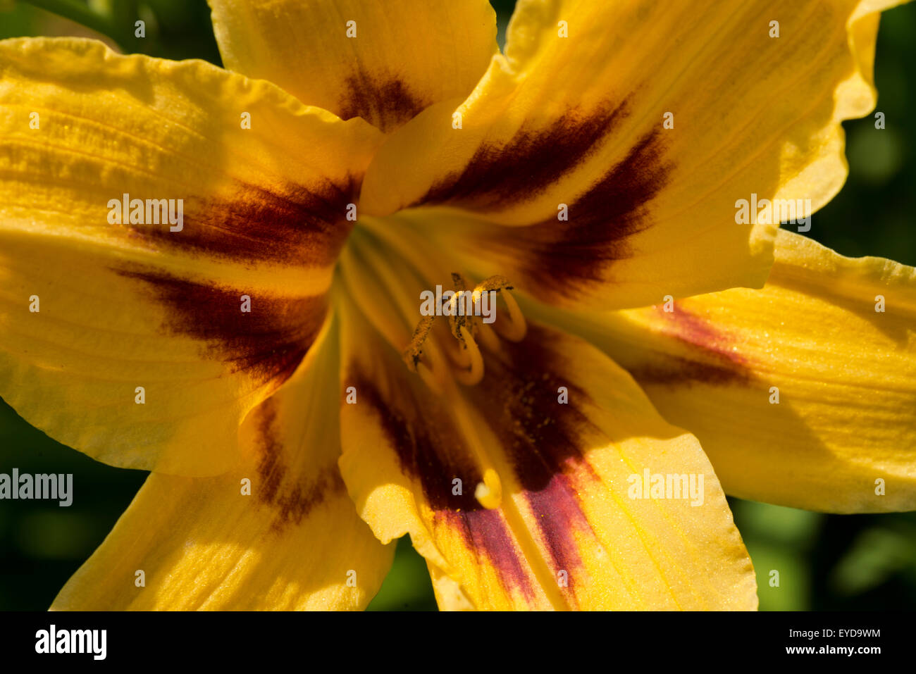 Garden Flowers Amlwch Anglesey North Wales Uk day lily Yellow close up ...