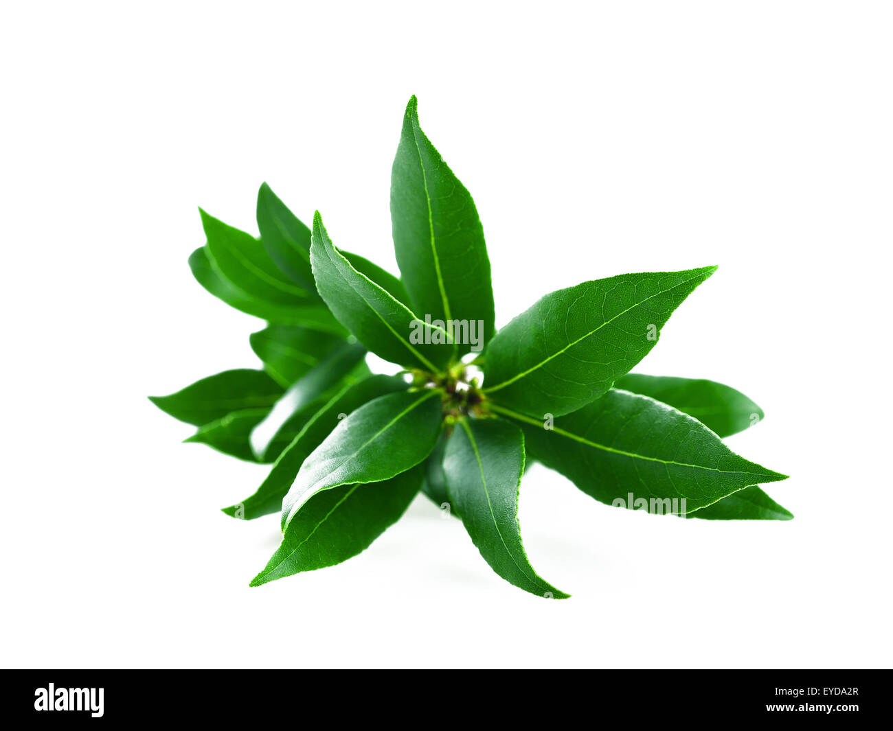 Laurel leaves on branches hi-res stock photography and images - Alamy