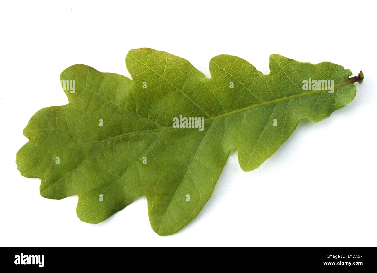 Eichenblatt, Eiche, Deutsche, Eichenbaum, Heilpflanzen Stock Photo - Alamy