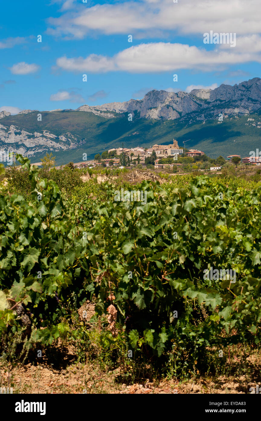 Views Of Vineyards And The Medieval Village Of Laguardia, Basque ...