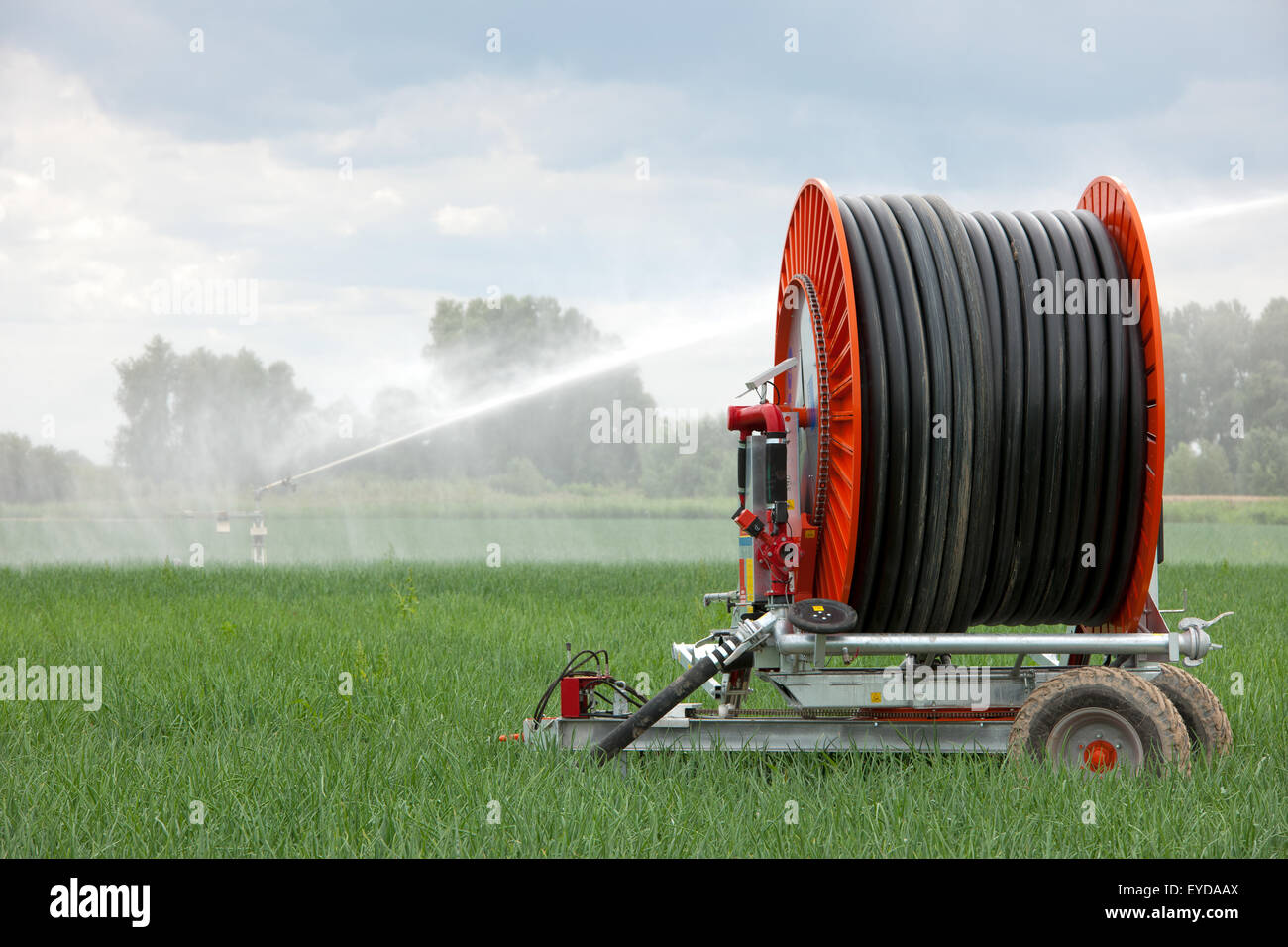 Water spray installation in action in a field with young onion plants ...