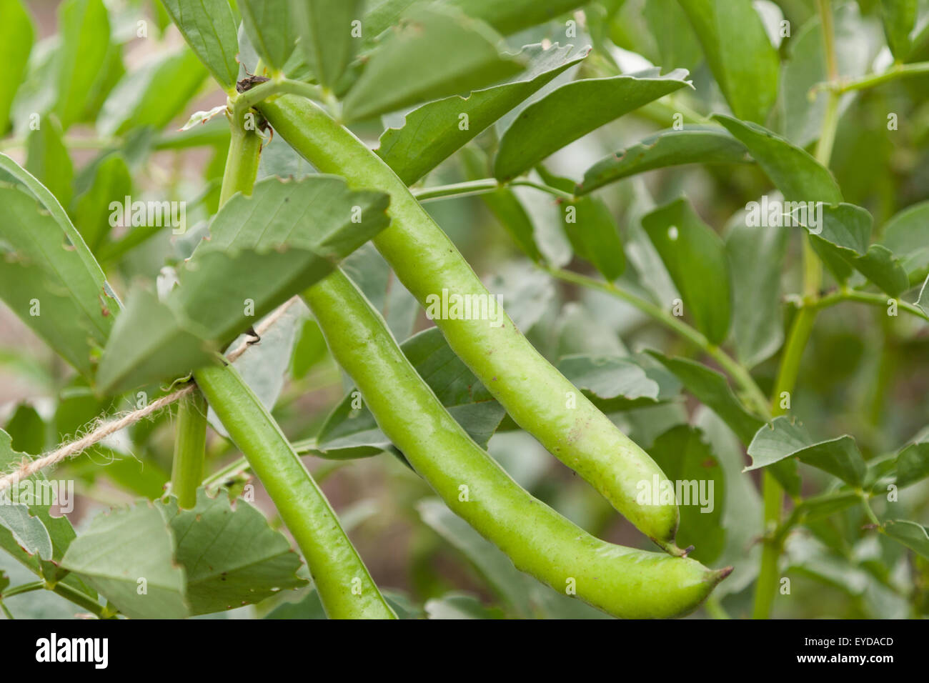 Close up of broad bean pods on a plant in an allotment. UK Stock Photo ...