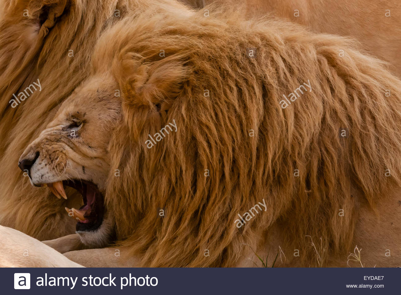 Lion Baring Teeth Stock Photos & Lion Baring Teeth Stock Images - Alamy