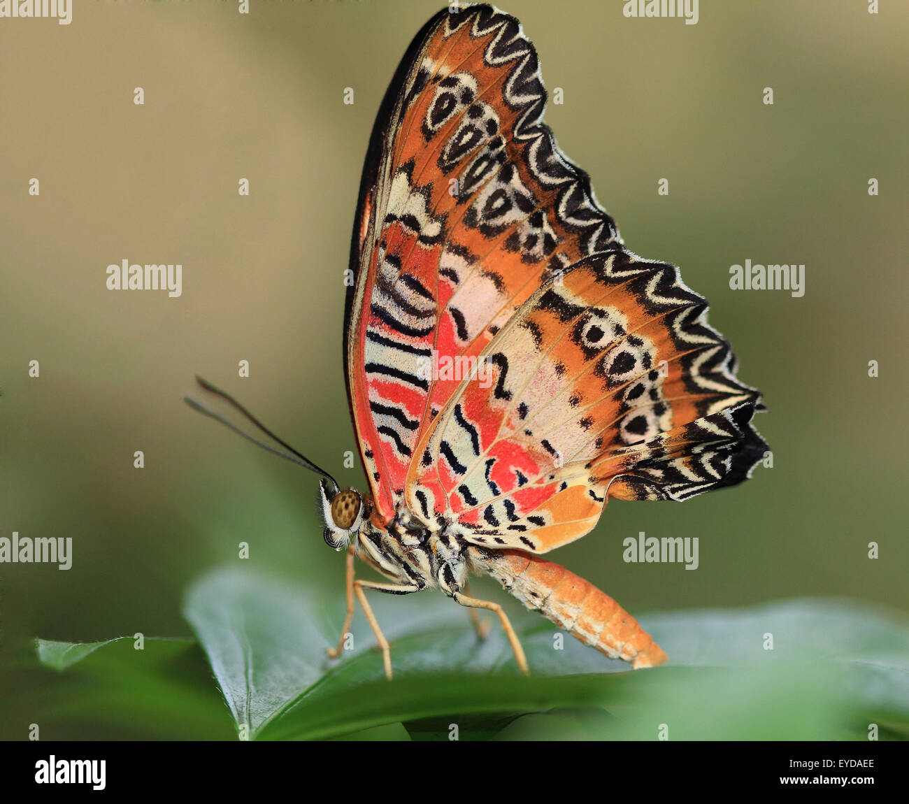 Malay lacewing butterfly hi-res stock photography and images - Alamy