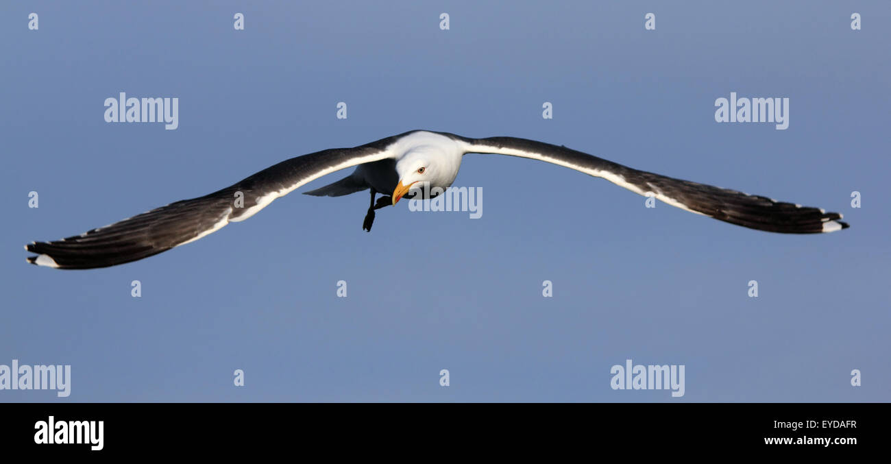 A beautiful Lesser Black-backed Gull in flight against a blue sky Stock ...