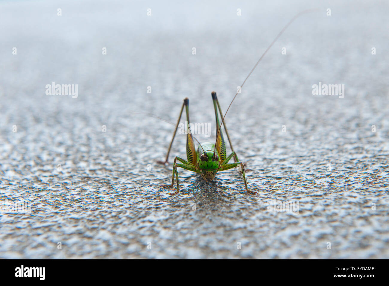 A very large green cricket Stock Photo - Alamy