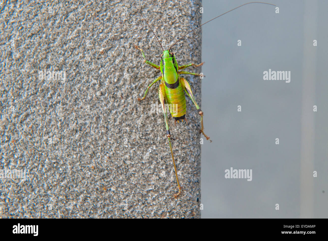 A very large green cricket Stock Photo - Alamy