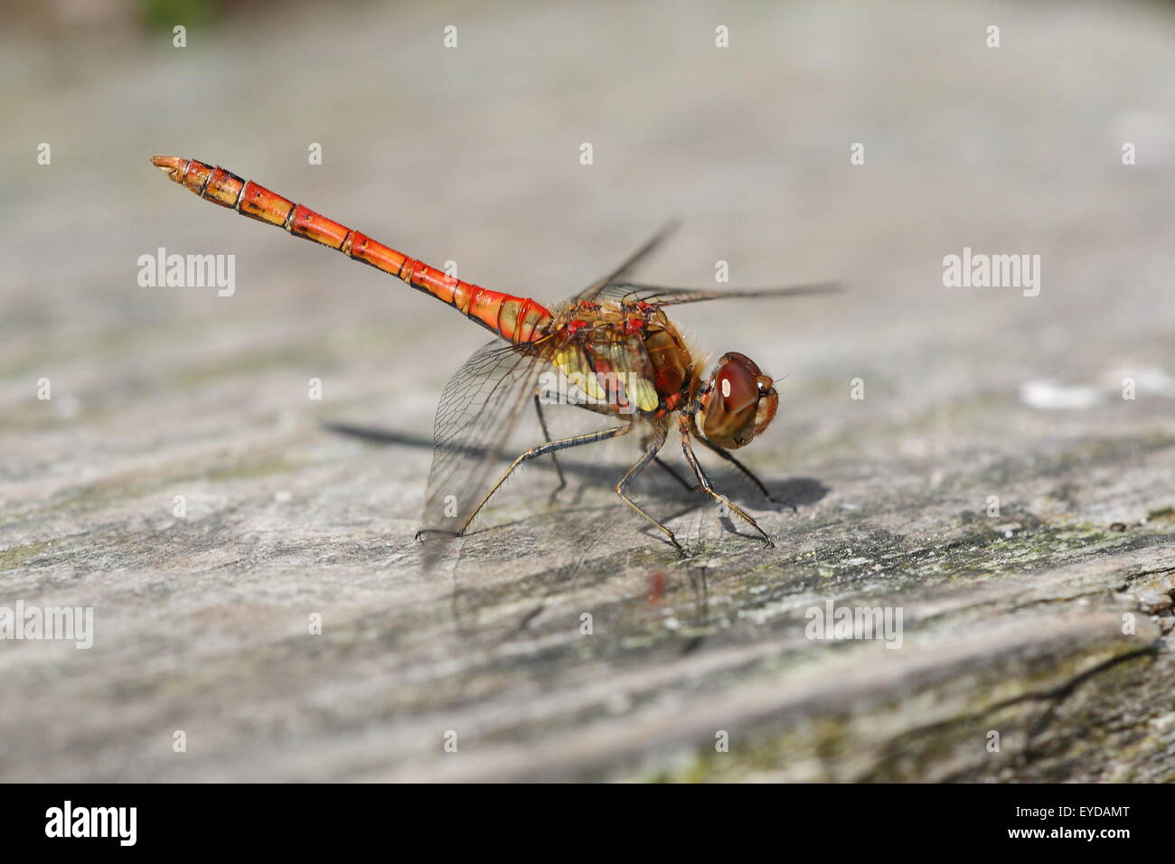 Blue darter hi-res stock photography and images - Alamy