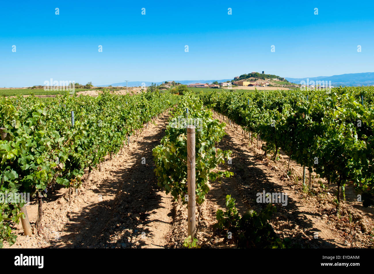Vineyards In Ysios Winery Designed By Famous Spanish Architect Santiago ...