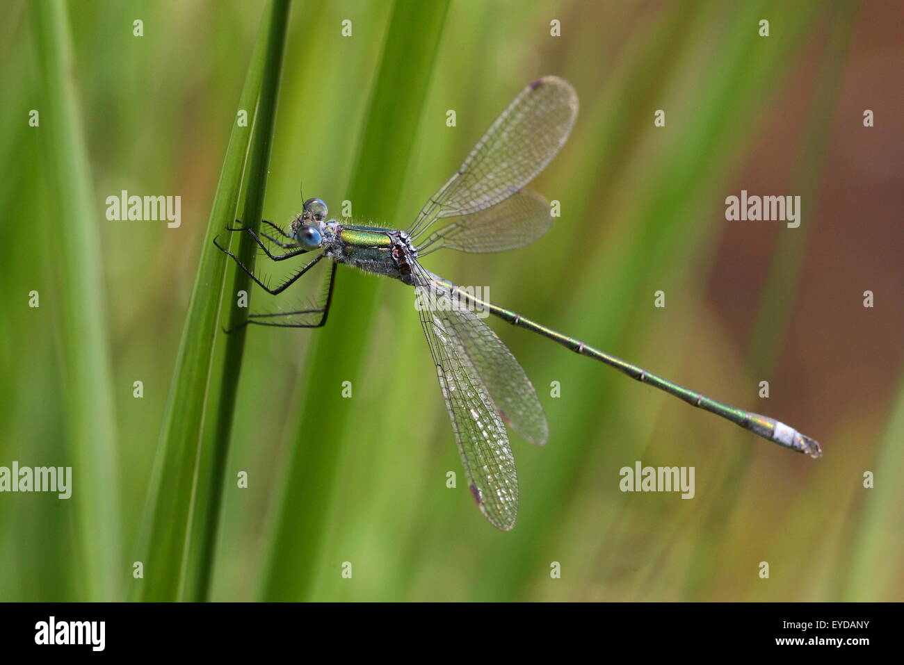 Female blue tailed damselflies hi-res stock photography and images - Alamy