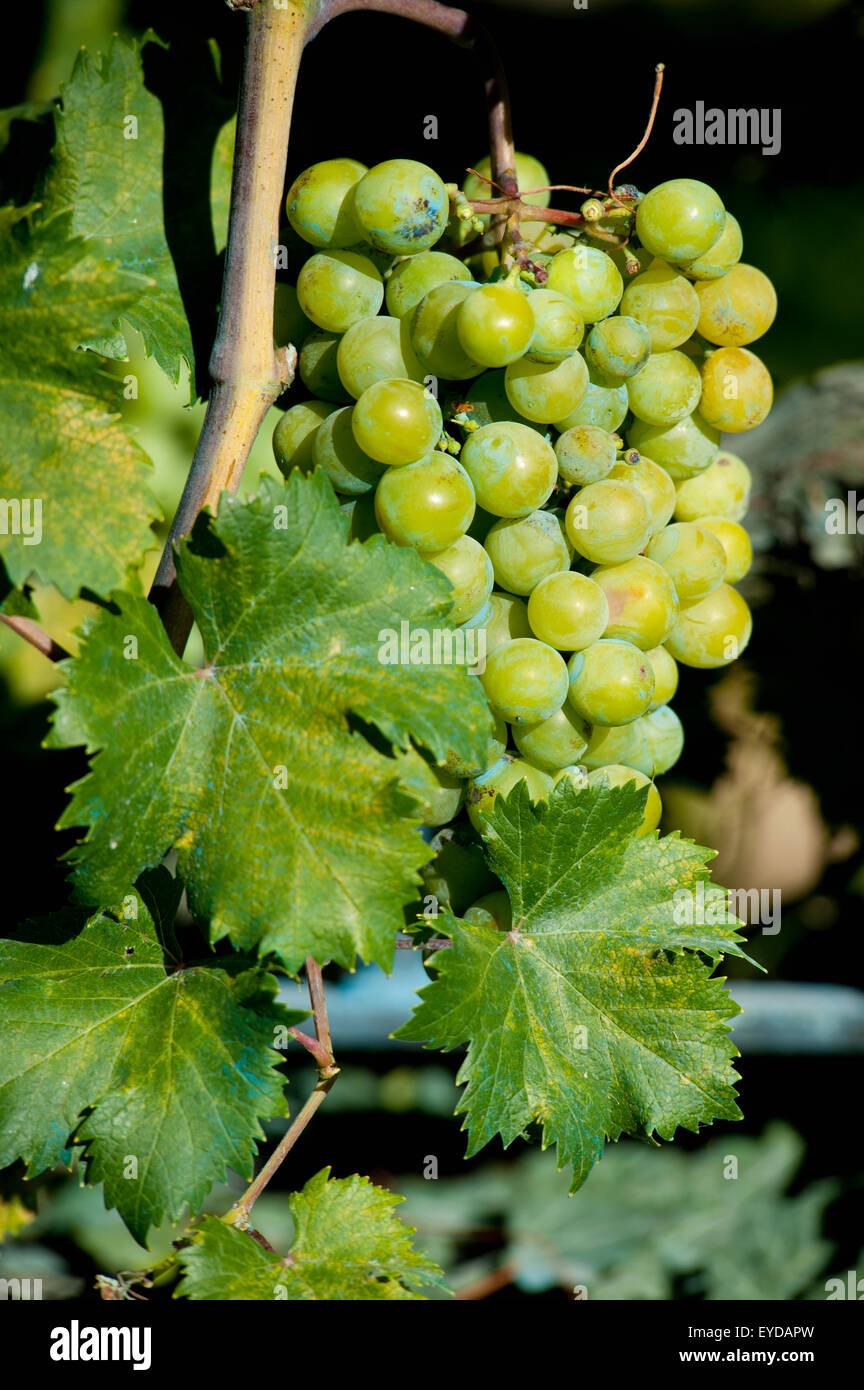 Pais grape hi-res stock photography and images - Alamy