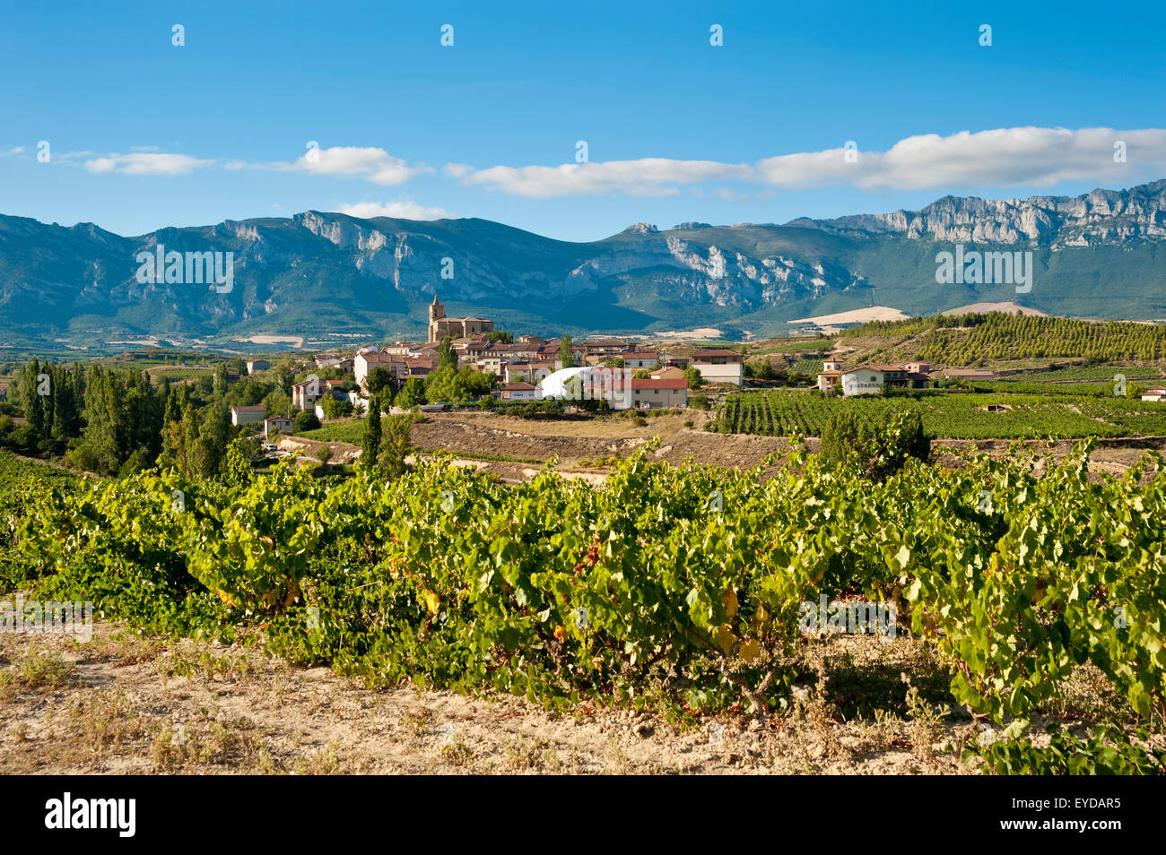 Vineyards And View Of Laguardia, Basque Country, Spain Stock Photo - Alamy