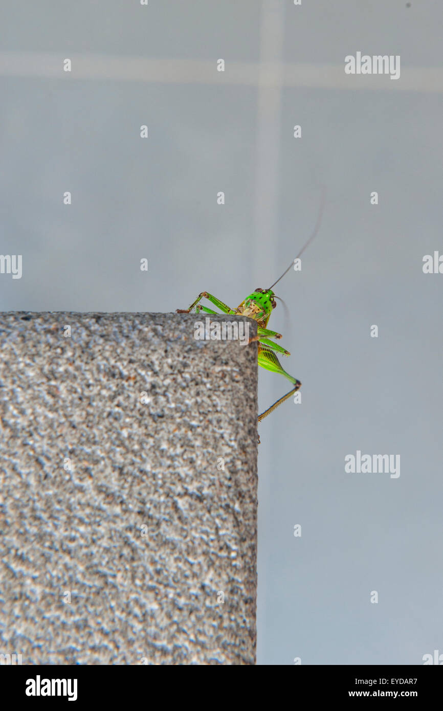 A very large green cricket Stock Photo - Alamy