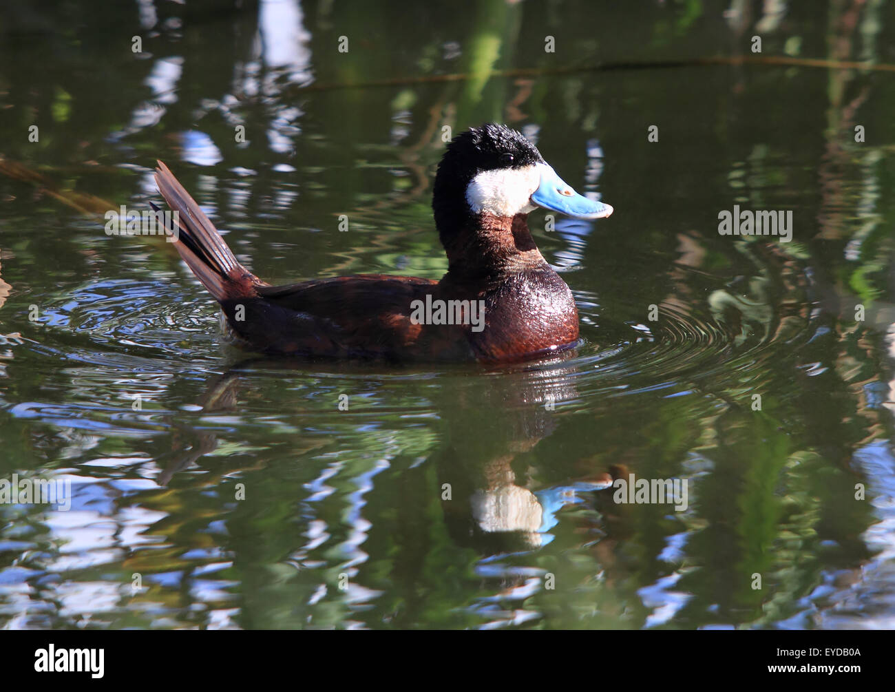 A beautiful Ruddy Duck, also known as Still-tailed Duck, with it's ...