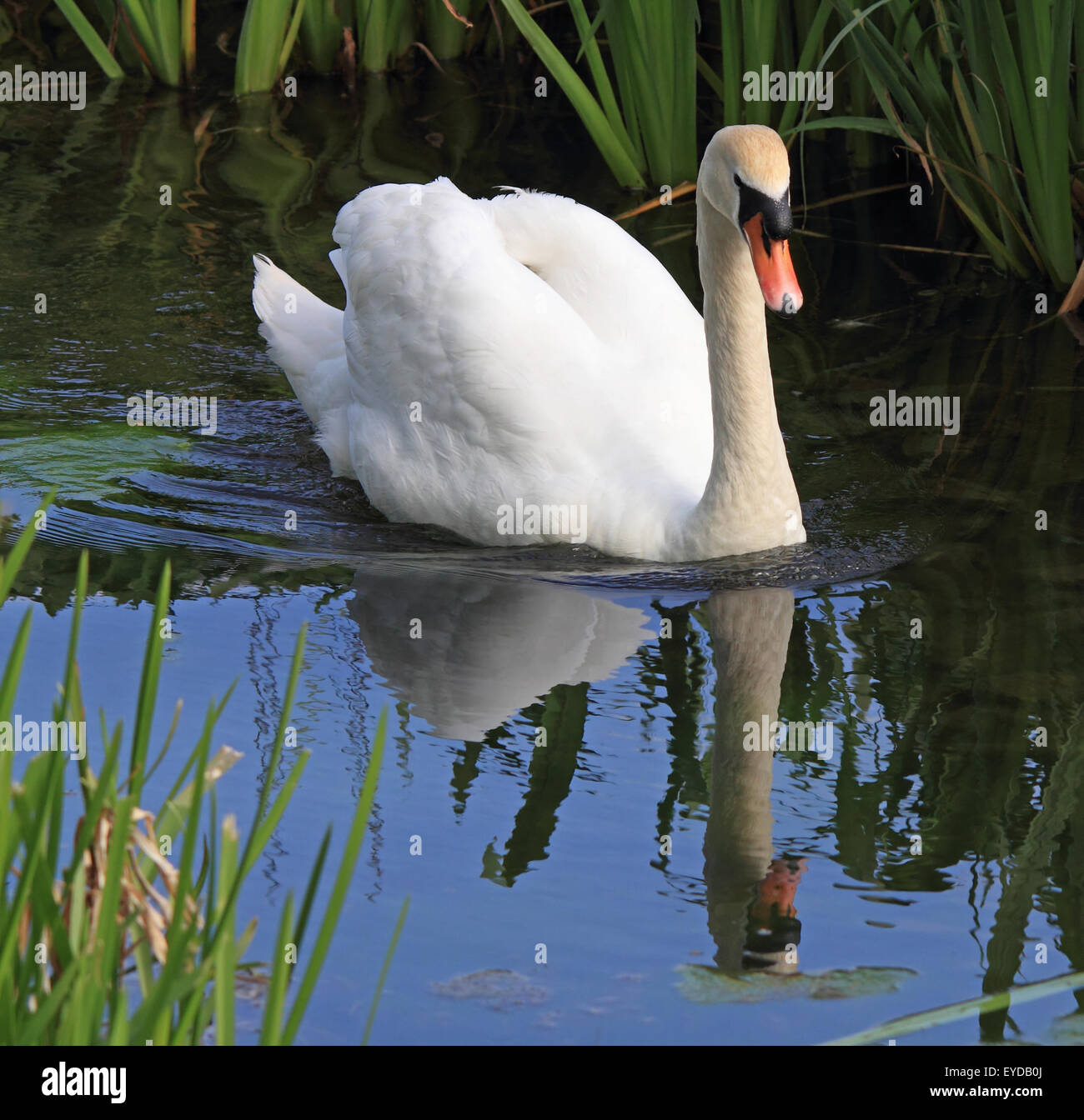 A beautiful Mute Swan with its reflection in the calm, blue water Stock ...