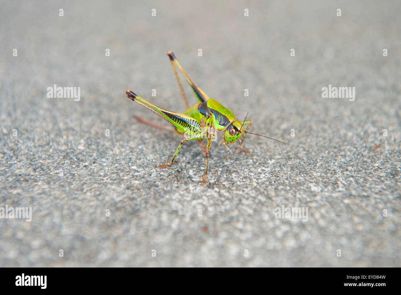 A very large green cricket Stock Photo - Alamy