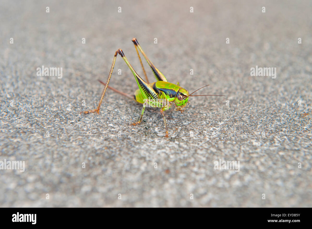 A very large green cricket Stock Photo - Alamy