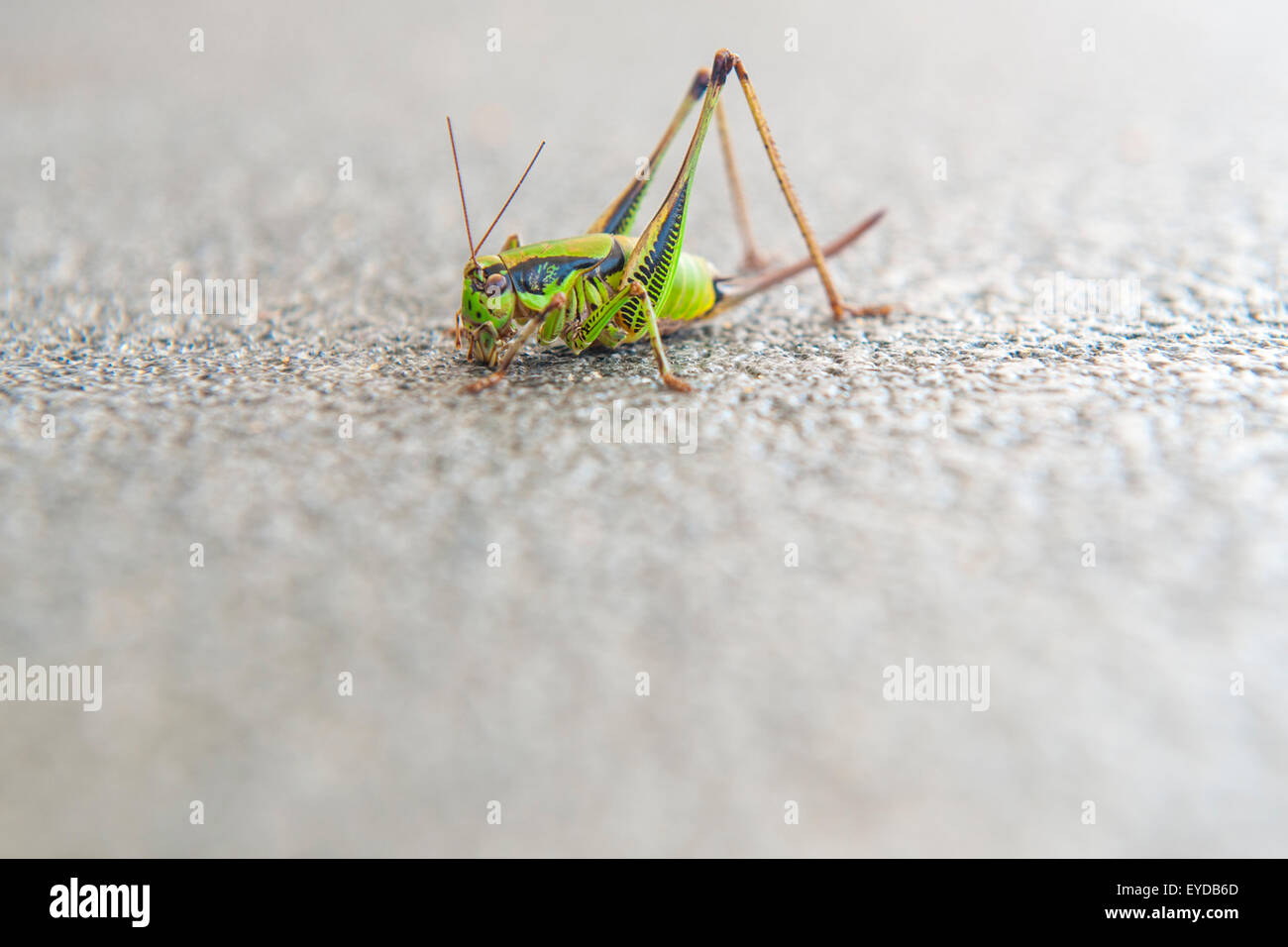 A very large green cricket Stock Photo - Alamy