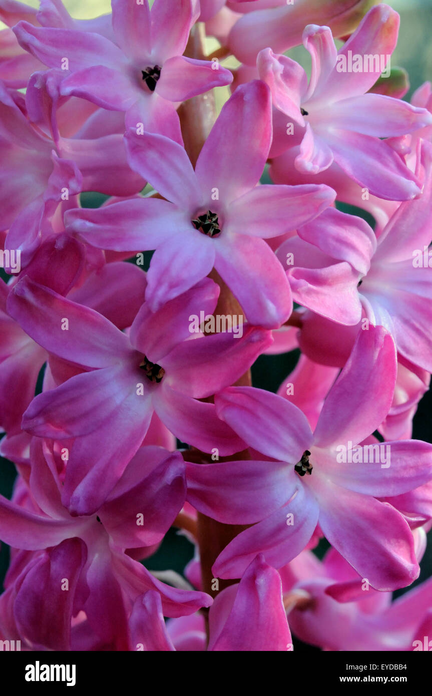 Hyacinthus 'Red Magic' Hyacinth in close-up Stock Photo - Alamy
