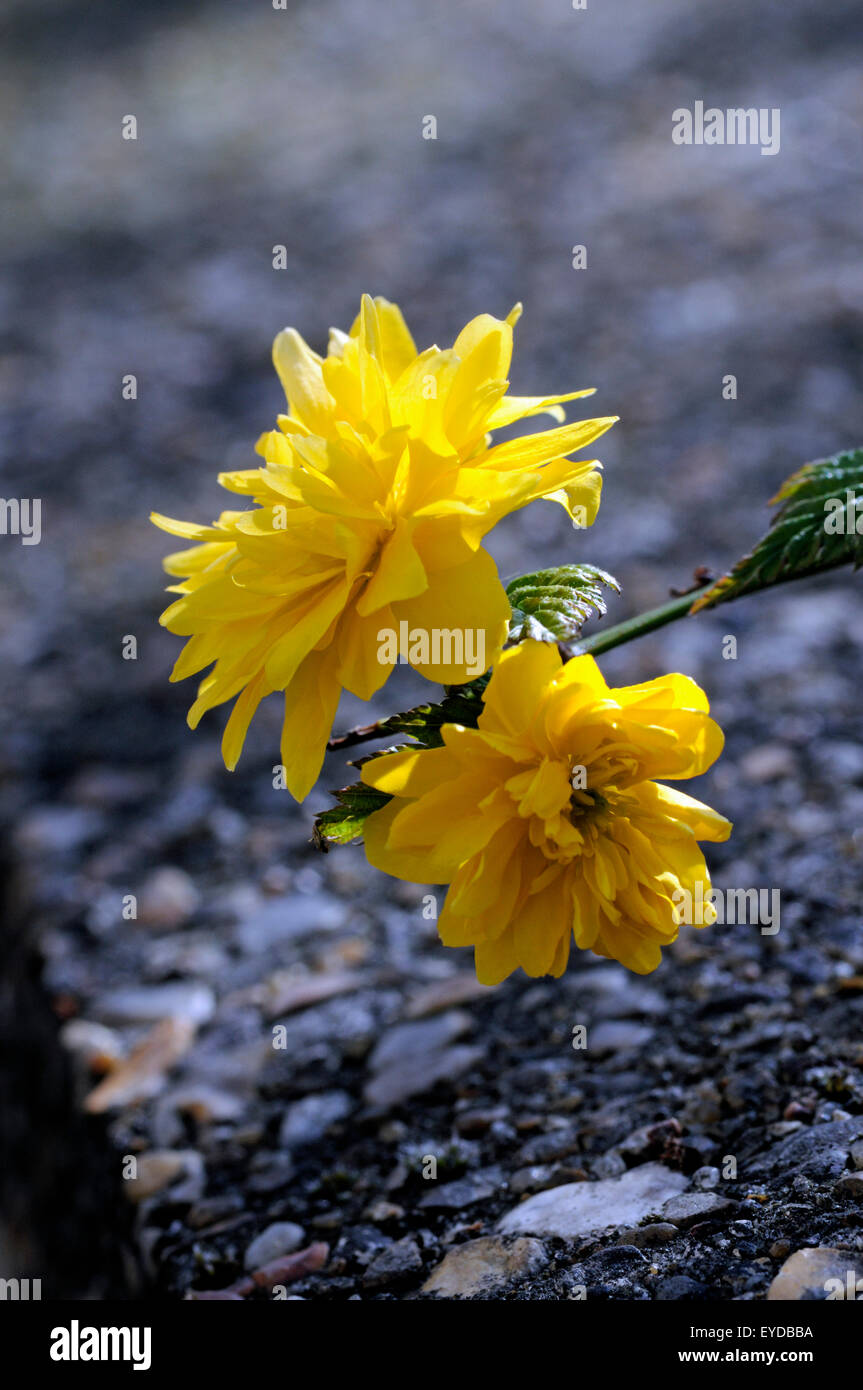 Kerria japonica pleniflora hi-res stock photography and images - Alamy