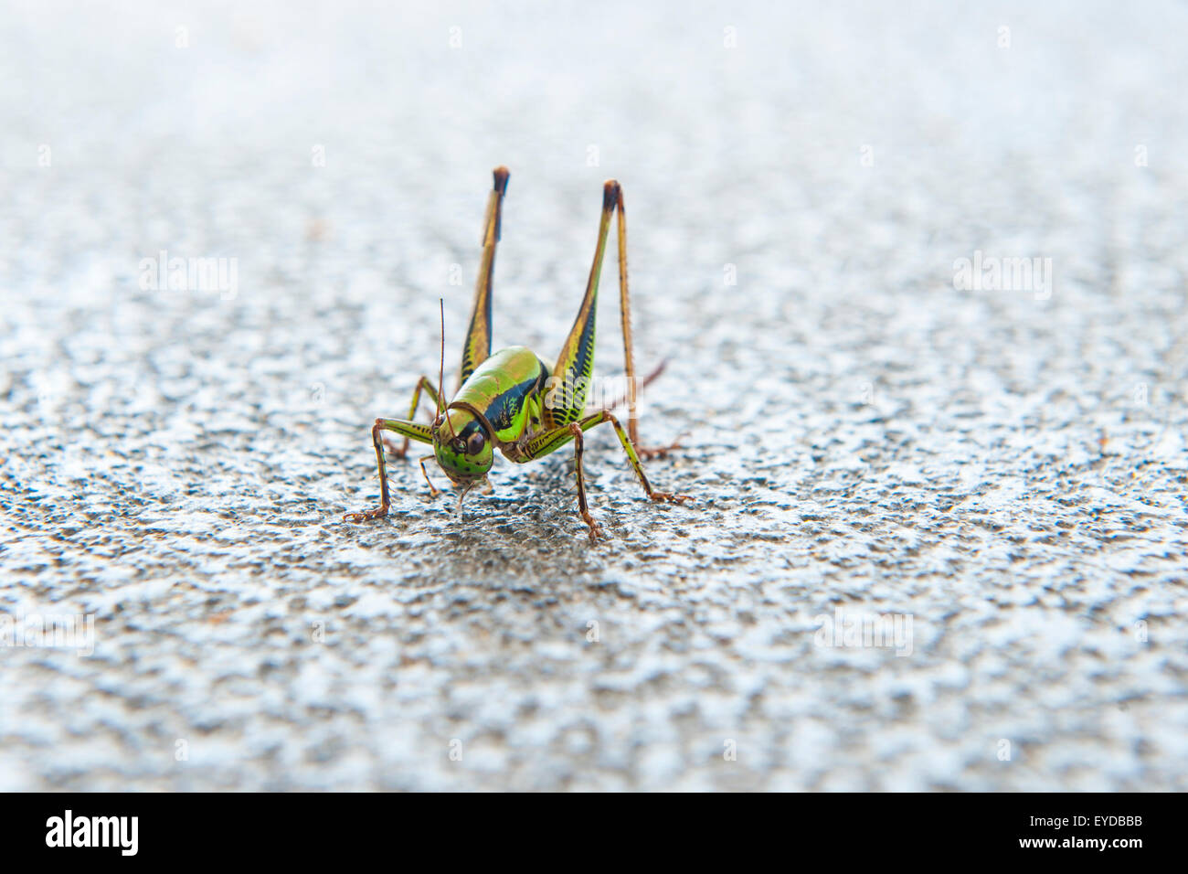 A very large green cricket Stock Photo - Alamy