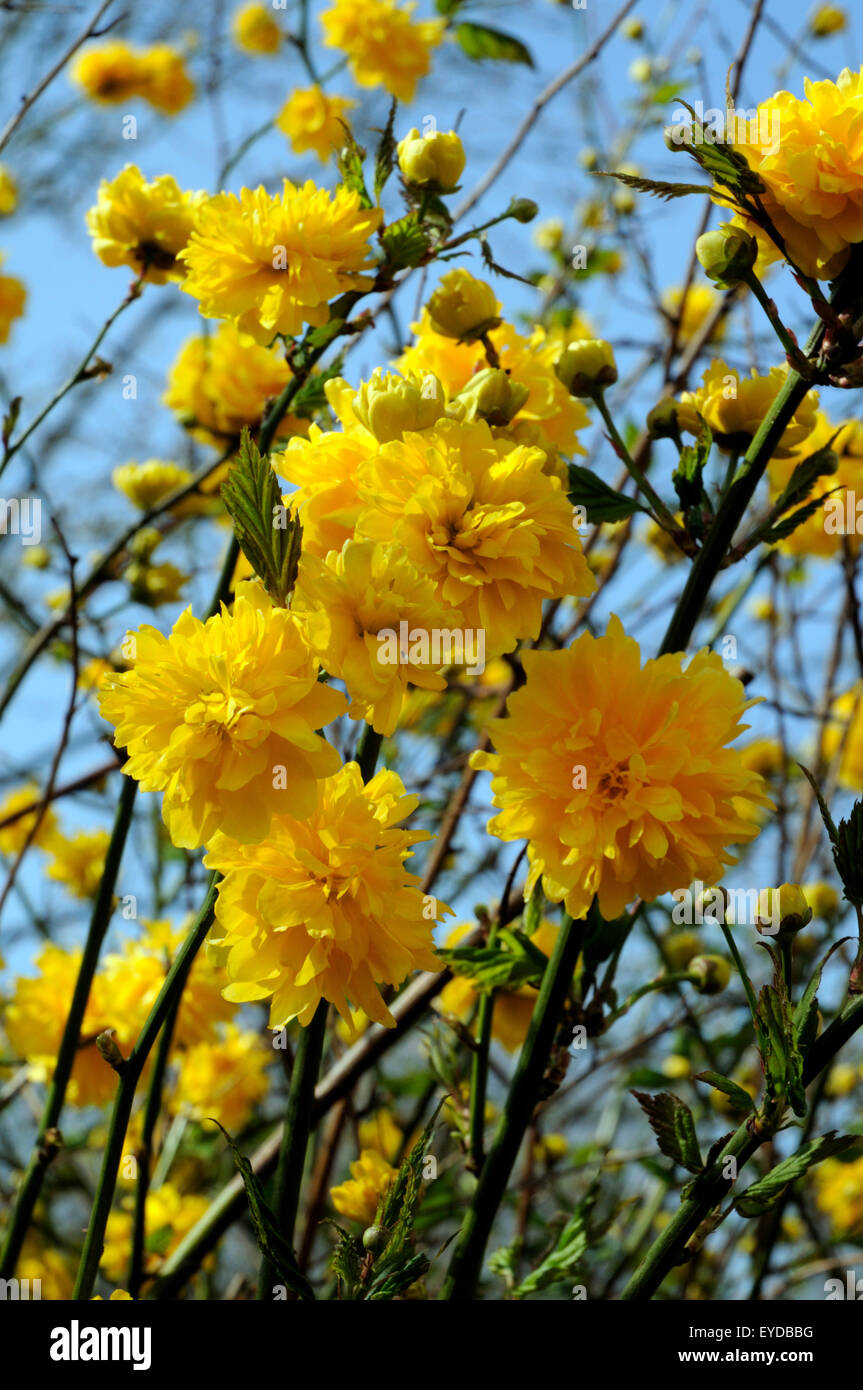 Kerria japonica 'Pleniflora Stock Photo - Alamy