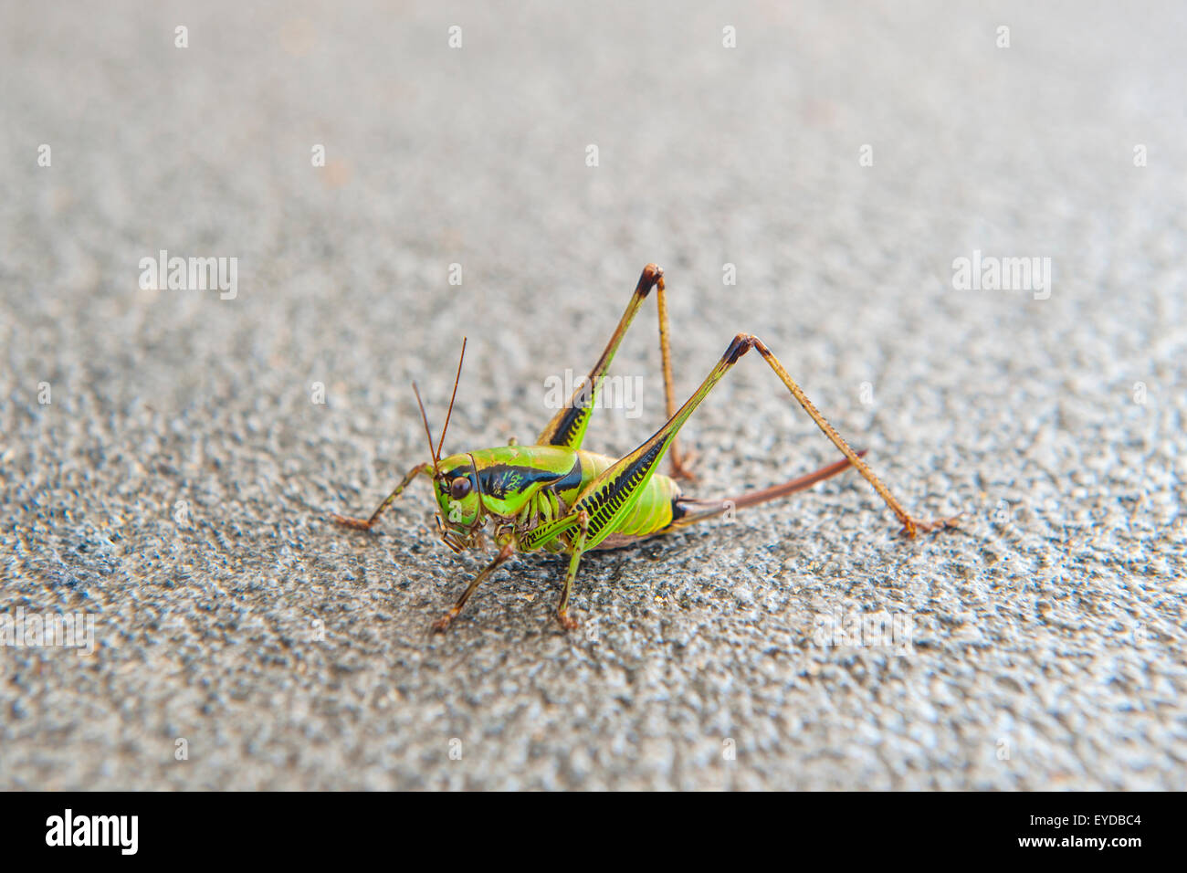 A very large green cricket Stock Photo - Alamy