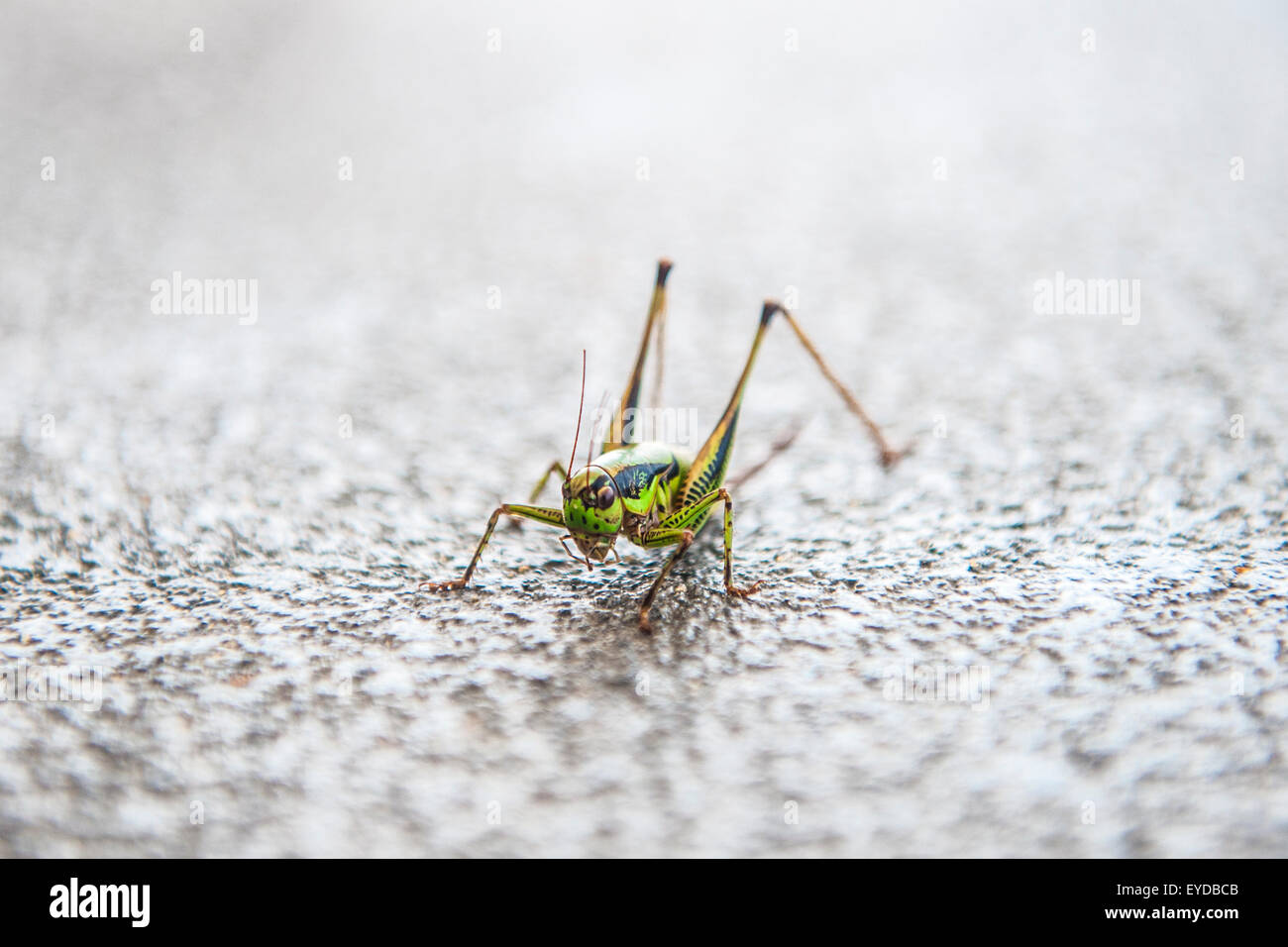 A very large green cricket Stock Photo - Alamy