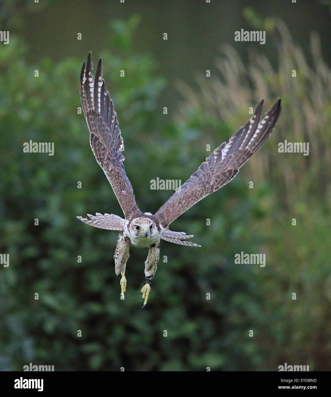 White saker falcon hi-res stock photography and images - Alamy