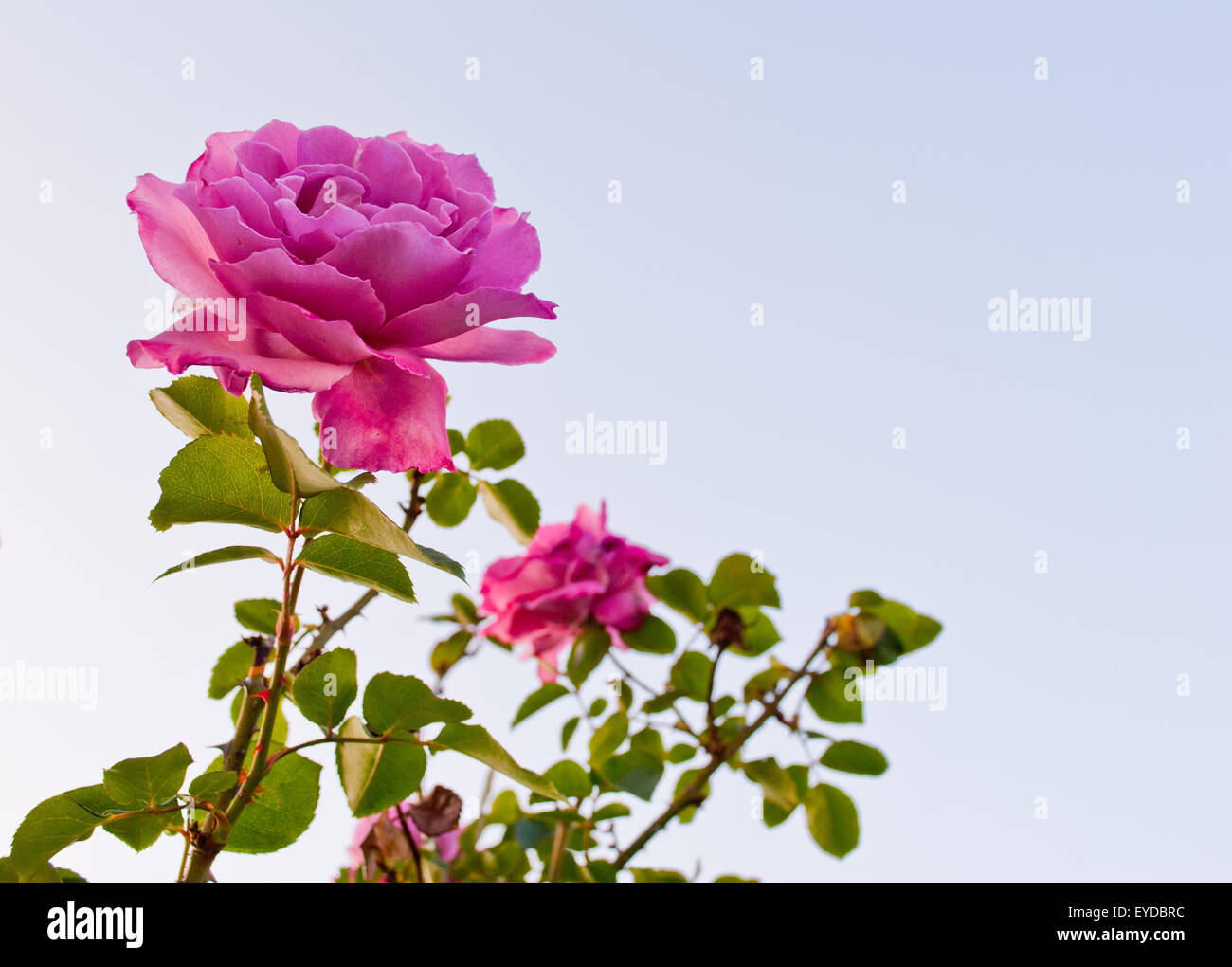 Glowing violet rose from my backyard garden Stock Photo - Alamy