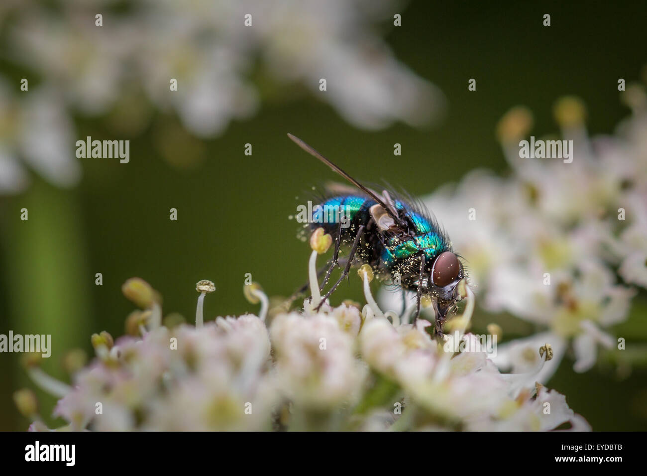 Bluebottle fly (calliphora vomitoria) showing off its iridescent ...