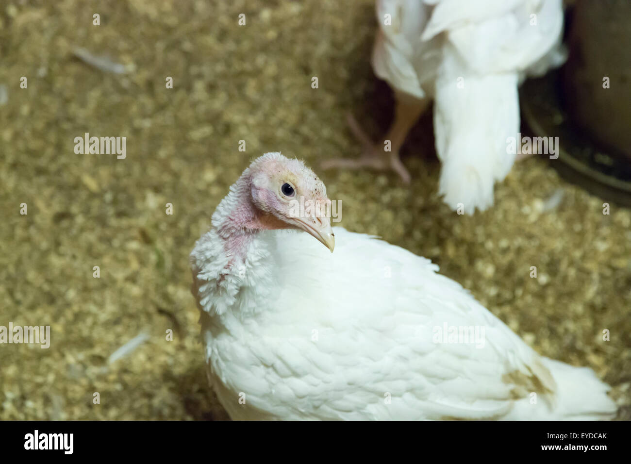 White Young Turkey staring with another one behind it Stock Photo - Alamy