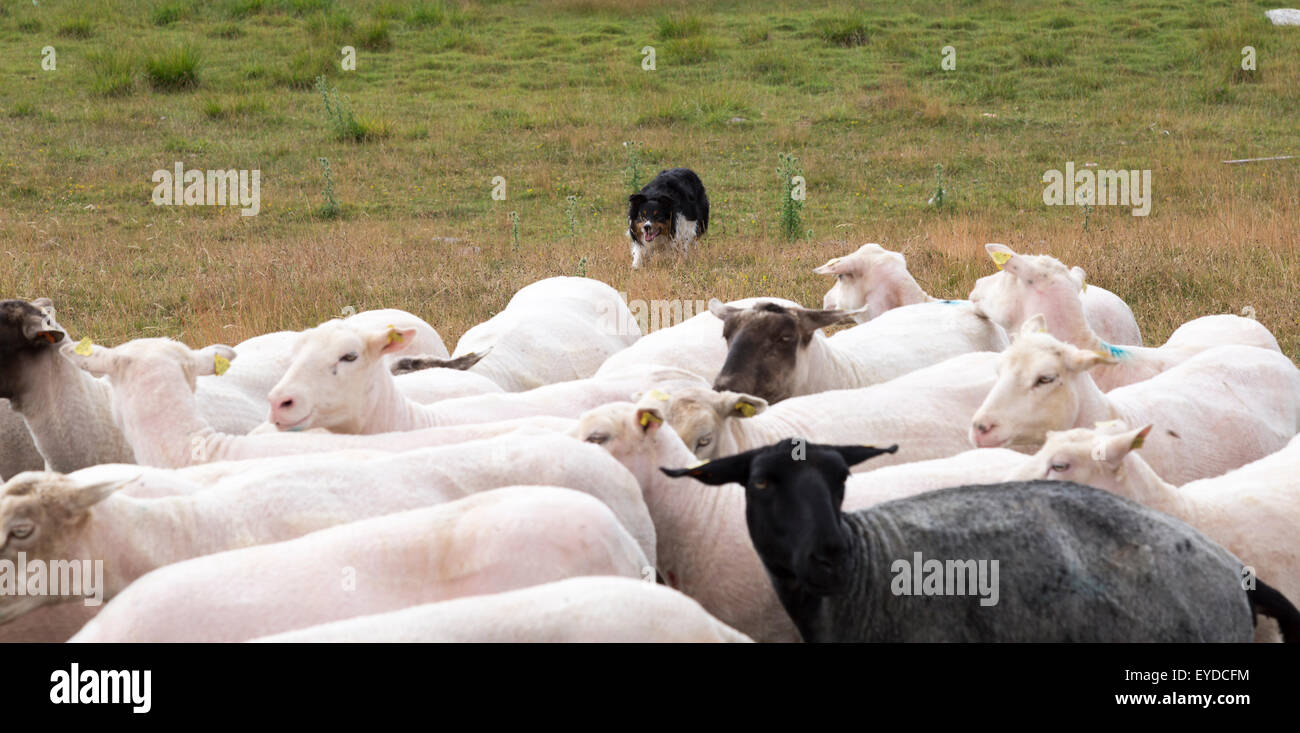 White herding dog hi-res stock photography and images - Alamy